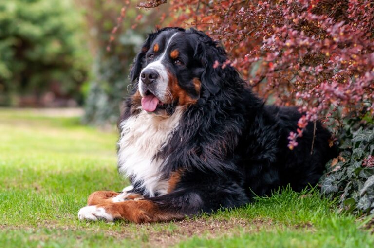 Top 10 Dog Breeds for Beginners - Petland Cleveland